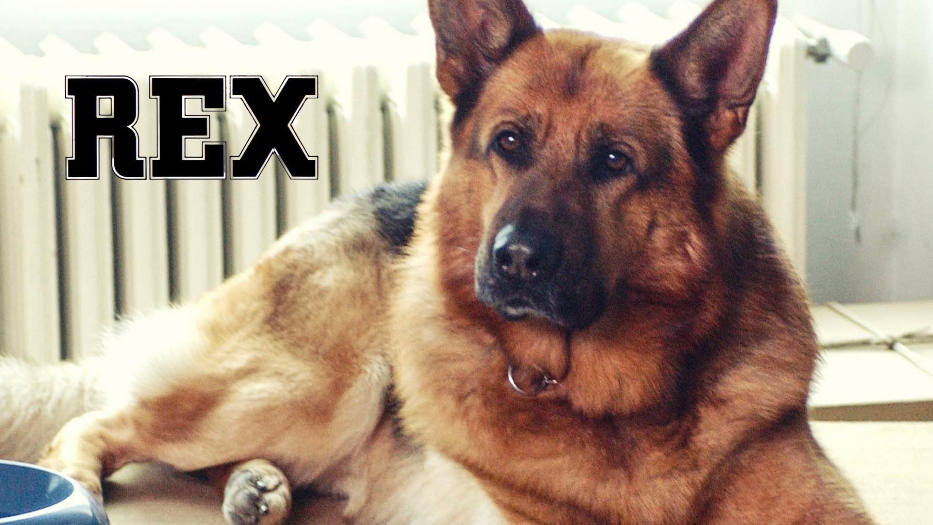 Il commissario Rex - Rai Premium - 18. febbraio 2026, 15:02 - Teleboy